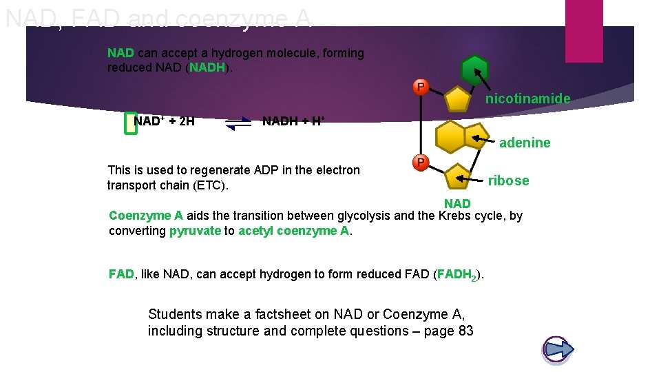 MODULE 5 RESPIRATION 5 2 2 f COENZYMES