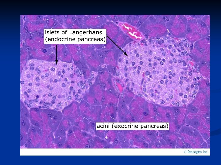 La parte endocrina del pancreas costituita dalle isole
