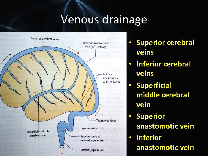 Blood supply of brain By Dr Ch N