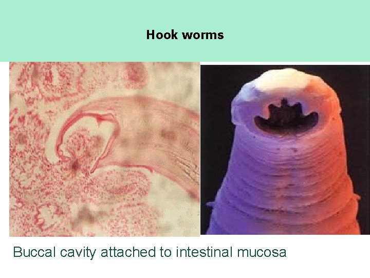 Intestinal Helminths DR MONA BADR CLASSIFICATION OF PARASITES