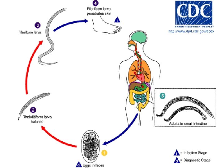 Intestinal Helminths DR MONA BADR CLASSIFICATION OF PARASITES