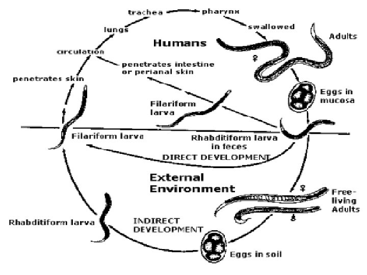 Intestinal Helminths DR MONA BADR CLASSIFICATION OF PARASITES