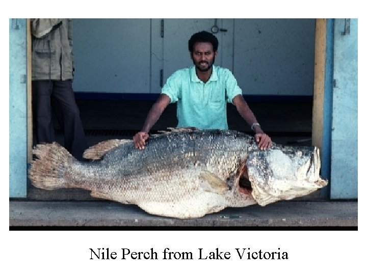 Nile Perch from Lake Victoria Genetic Diversity Fitness