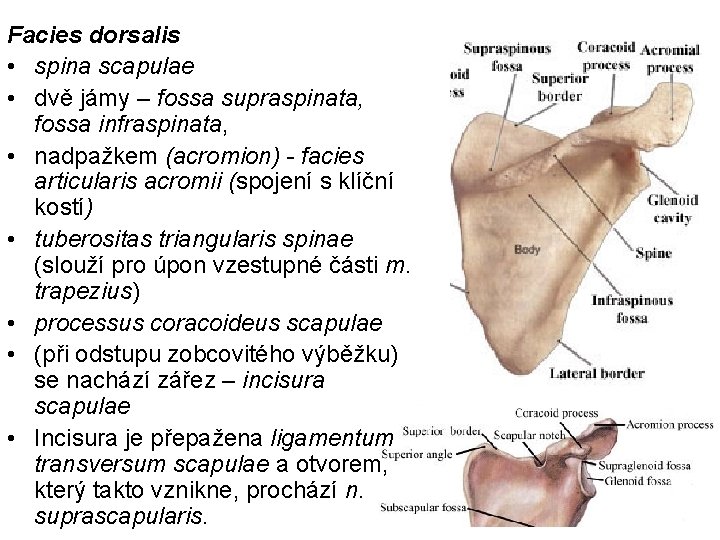 Obecn nauka o kostech Osteologie Rozdlen kost Dlouh