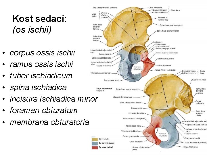 Obecn nauka o kostech Osteologie Rozdlen kost Dlouh