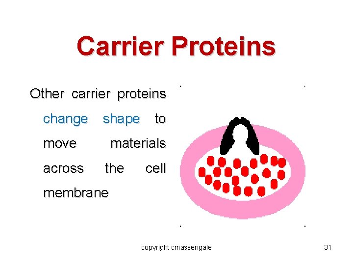Plasma Membrane Structure and Function Homeostasis Balanced internal