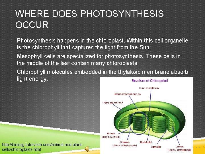 PHOTOSYNTHES IS 8 th Grade Science Standard 2