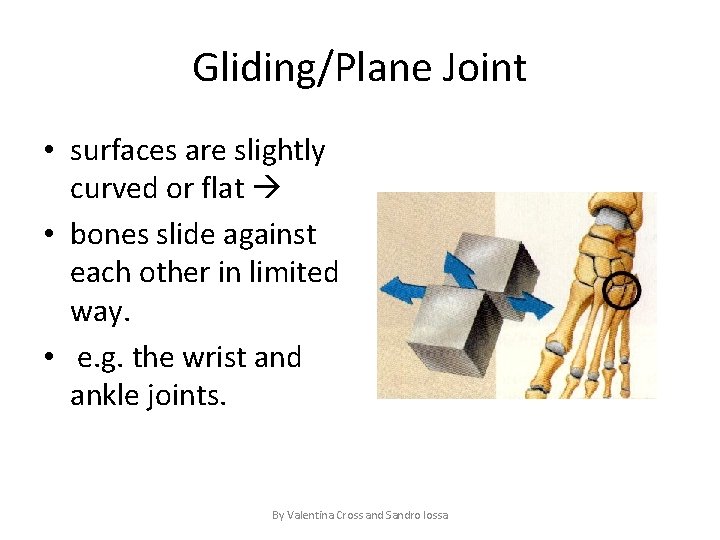 THE SKELETAL SYSTEM By Valentina Cross and Sandro