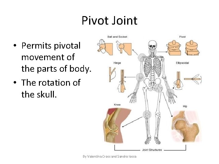 THE SKELETAL SYSTEM By Valentina Cross and Sandro