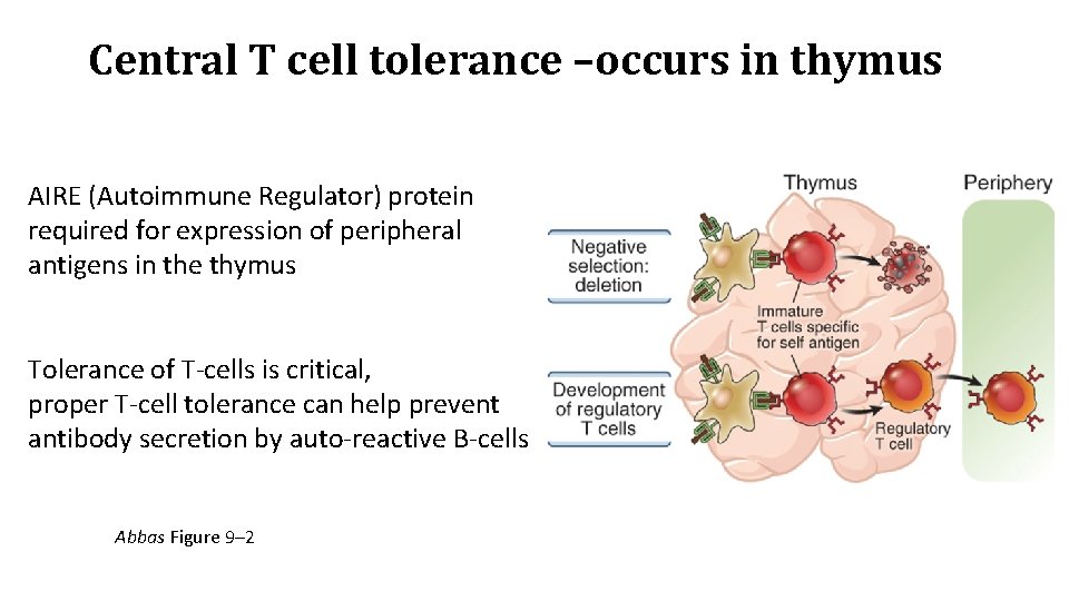 Immunological Tolerance Class 17 Slides October 17 th