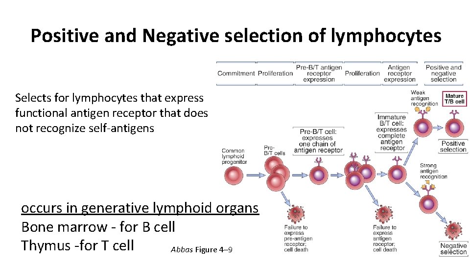 Immunological Tolerance Class 17 Slides October 17 th