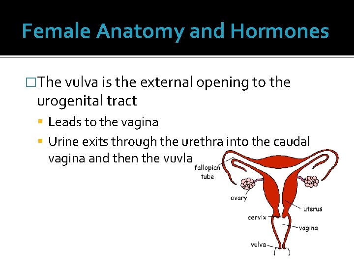 Reproductive System Female Anatomy And Hormones Female Anatomy Reproductive System Female Anatomy And Hormones Female Anatomy