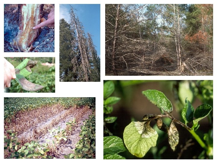 Introduction to Plant Pathology AND environmental impact Disease