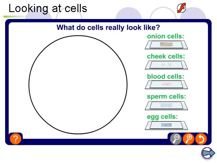 Microscopes Saturday October 31 2020 LEARNING OBJECTIVES l