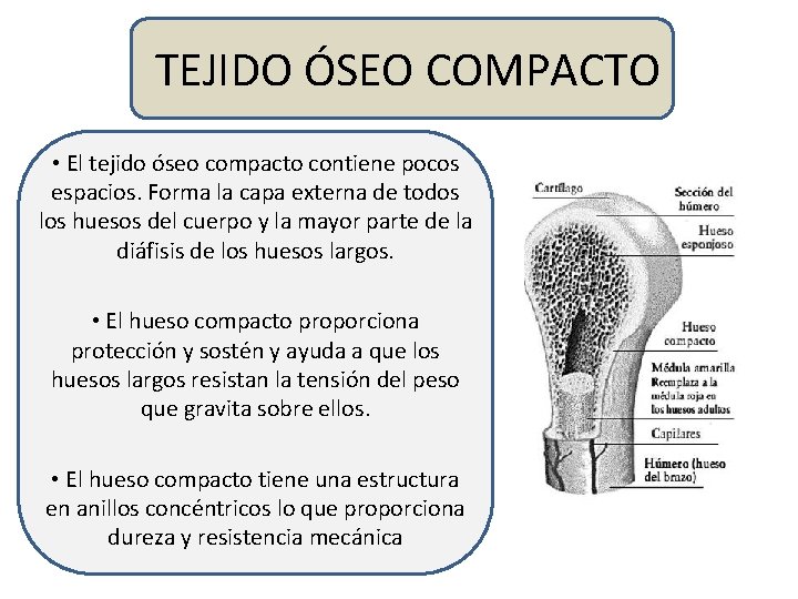 Tejidos Biolgicos Clasificacin estructura y funcin La conformacin