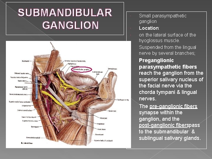 The Submandibular RegionII By Prof Saeed Makarem Objectives