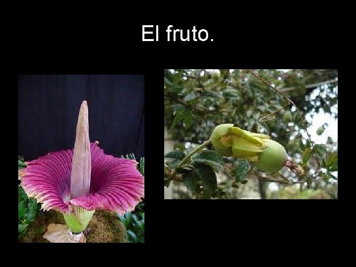 El fruto La dispersin de la semilla El
