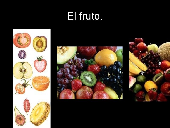 El fruto La dispersin de la semilla El