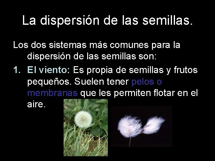 El fruto La dispersin de la semilla El