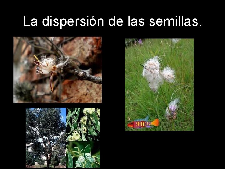 El fruto La dispersin de la semilla El