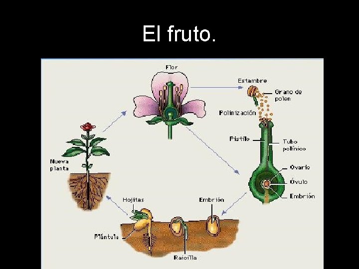 El fruto La dispersin de la semilla El