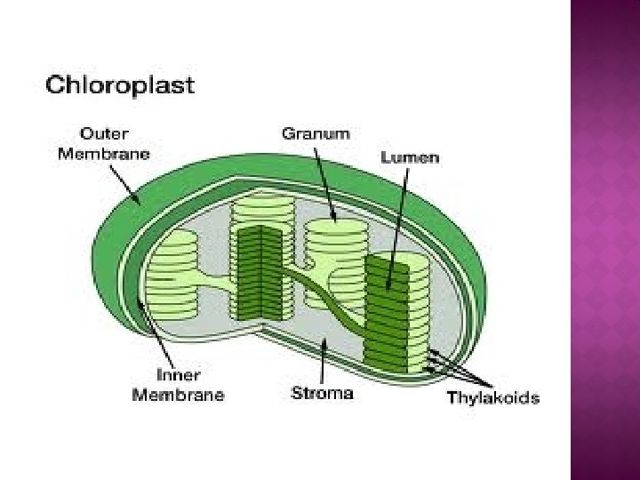 INTRODUCTION The plastid Greek plasts formed molded is
