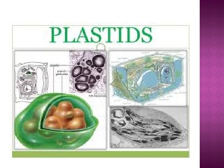 INTRODUCTION The plastid Greek plasts formed molded is