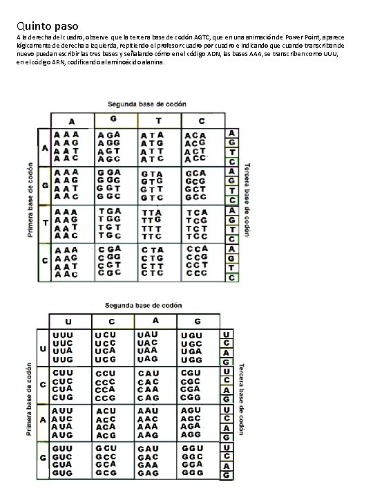 El cdigo gentico utiliza tres bases para especificar