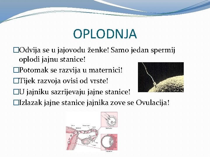 Roditelji i potomci Hrvoje Bori Biologija 8 razred