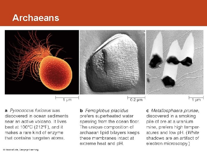 Cell Structure and Function Chapter 4 HsuehFen Juan