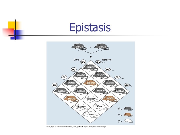 Epistasis Definition Epistasis is a form of gene