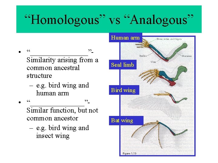 Chapter 1 The anatomical tradition progressive change in