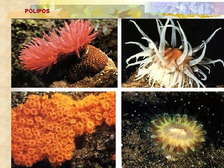 Los invertebrados Principales caractersticas n o o o