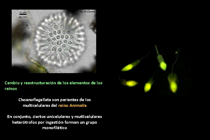 Relaciones entre protistas y multicelulares Caractersticas generales de