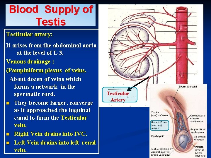 MALE REPRODUCTIVE SYSTEM 1 OBJECTIVES By the end