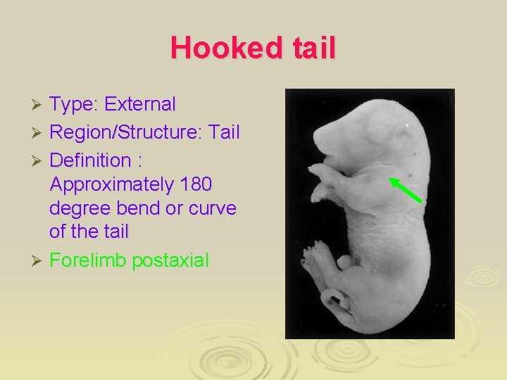 Patterns of Congenital Abnormalities Lecturer of Experimental Embryology