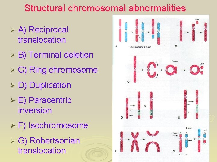 Patterns of Congenital Abnormalities Lecturer of Experimental Embryology