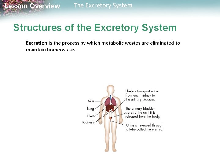 Lesson Overview The Excretory System Lesson Overview 30