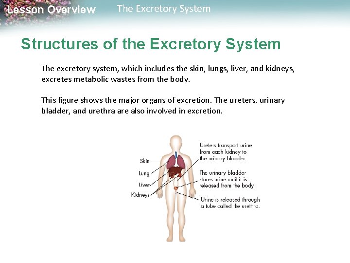 Lesson Overview The Excretory System Lesson Overview 30