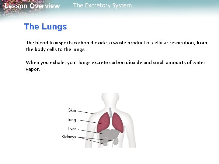 Lesson Overview The Excretory System Lesson Overview 30