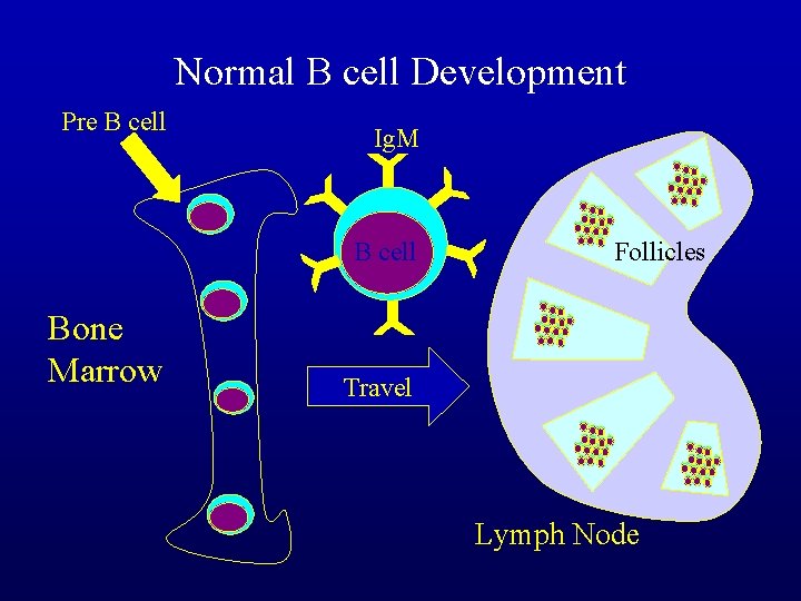 Diagnosis and Treatment of Multiple Myeloma Mark B