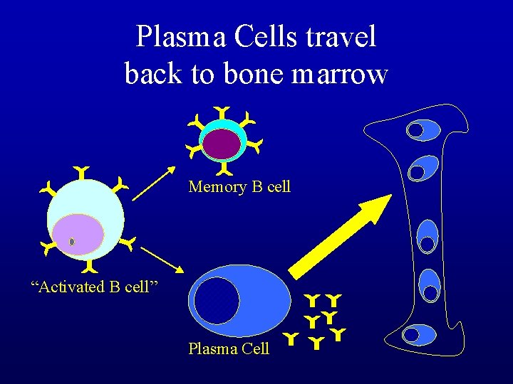 Diagnosis and Treatment of Multiple Myeloma Mark B