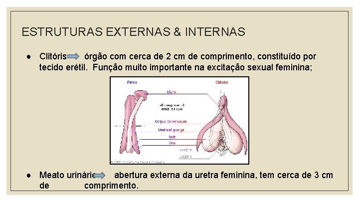 ESTRUTURAS ANATMICAS DOS GENITAIS FEMININOS INTERNOS E EXTERNOS
