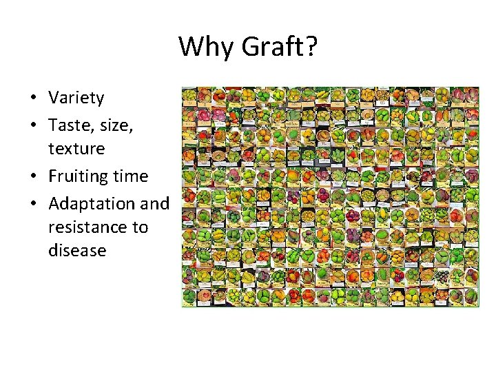 Grafting Theory FRUT201 Original Document Created By PCVL