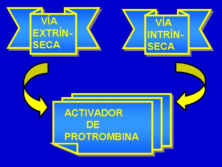 Hemostasia Natural Plaquetas en un cogulo Tejido Vascular