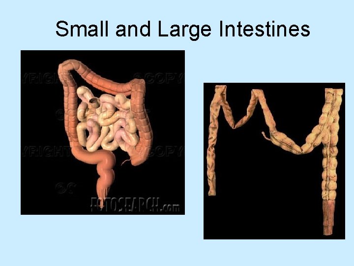 Small and Large Intestines Parts of the Small
