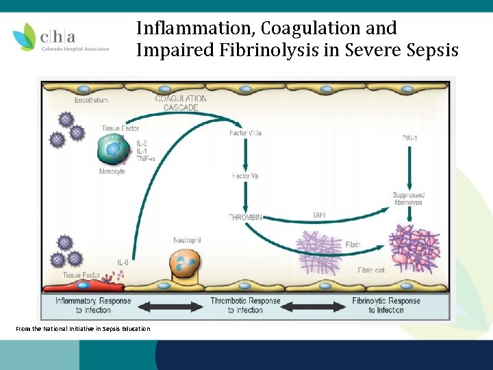 Sepsis Overview Colorado Hospital Association 2019 CHA Objectives