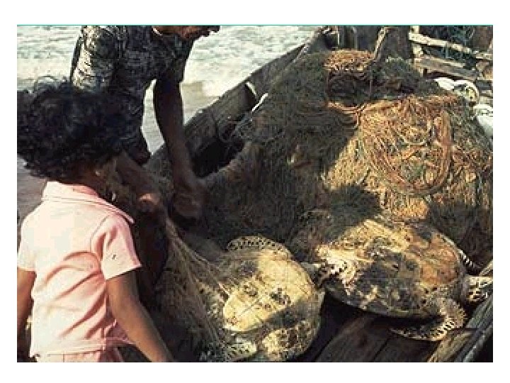 OVERFISHING PRACTICES GILL NETS DRIFT NETS LONGLINES PURSE