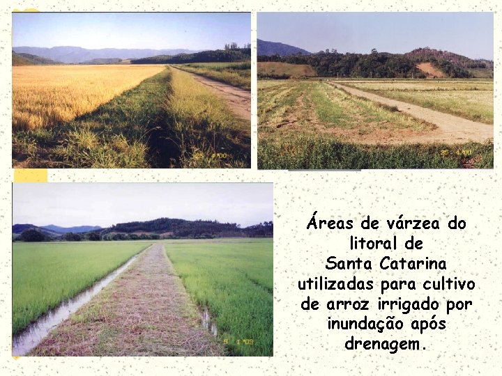 DRENAGEM PARA AGRICULTURA 1 Terras midas wetlands As