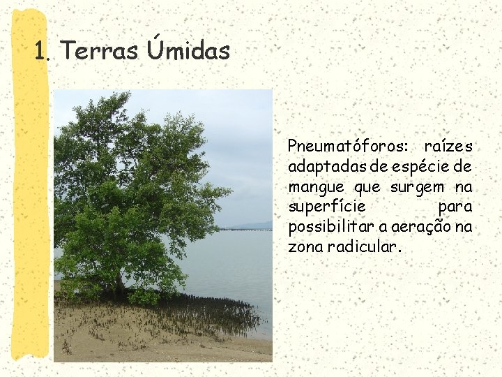 DRENAGEM PARA AGRICULTURA 1 Terras midas wetlands As